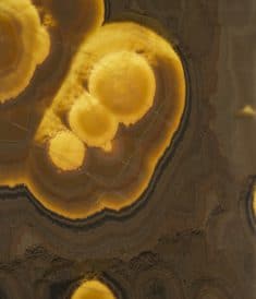 Hazel Honey - SolidNature